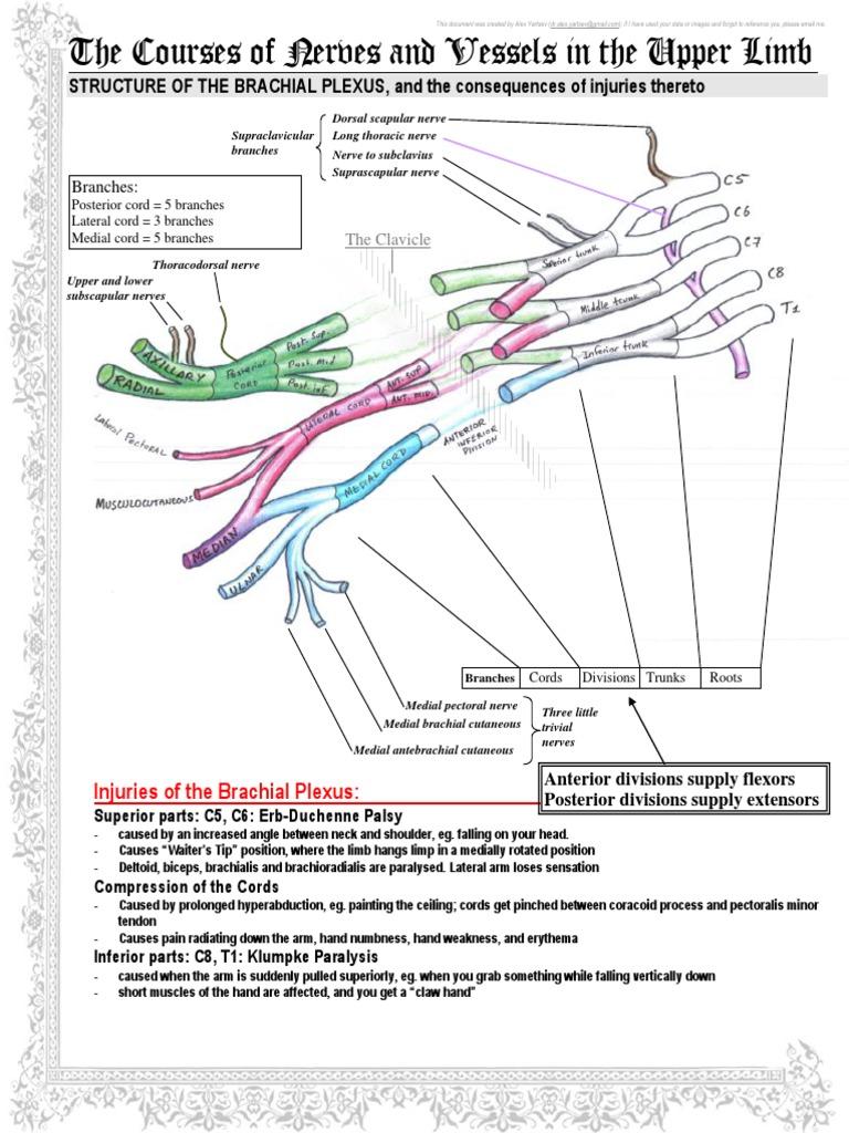 UPPER LIMB - 5 Course of Nerves and Vessels in The Upper Limb PDF | PDF ...