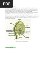 Understanding Flower Ovaries and Locules | PDF | Garden Plants ...