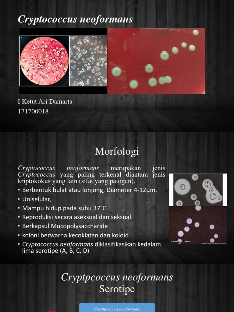 Cryptococcus | PDF