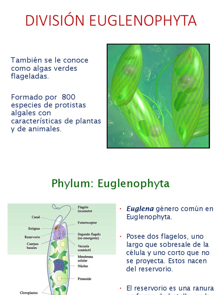 Organización, características y taxonomía del phylum Euglenophyta | PDF ...