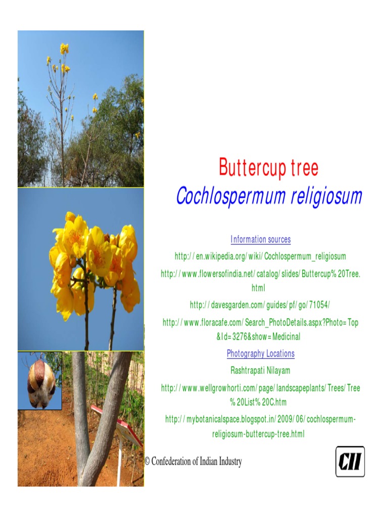 Cochlospermum Religiosum | PDF | Trees | Botany