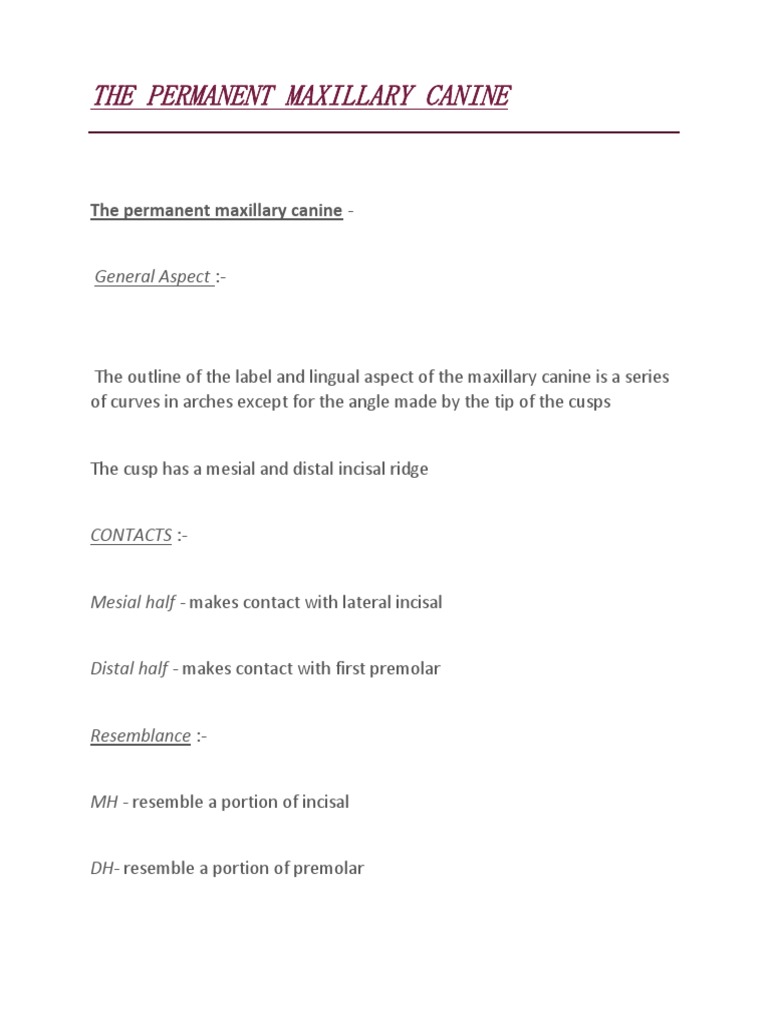 Permanent Maxillary Canine | PDF | Dentistry | Dental Anatomy