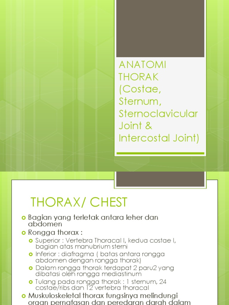 Anatomi Tulang Thorak | PDF | Thorax | Lung