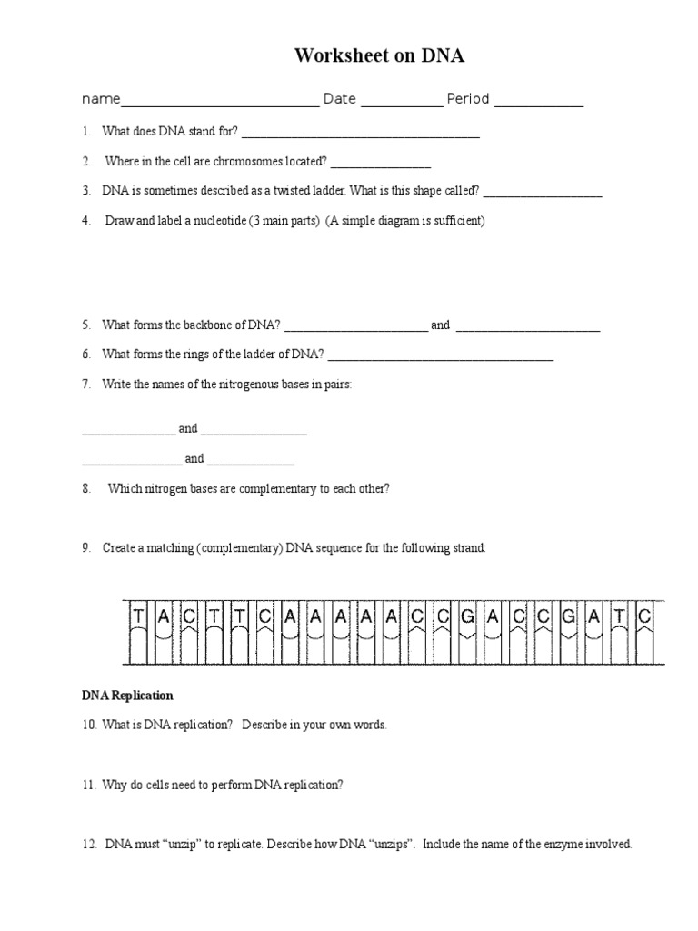 DNA Structure and Replication Worksheet | PDF | Science & Mathematics