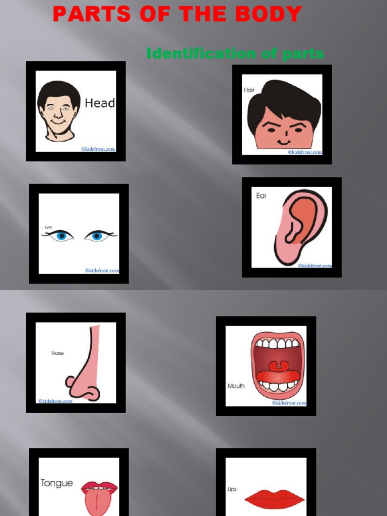 Parts of The Body | PDF