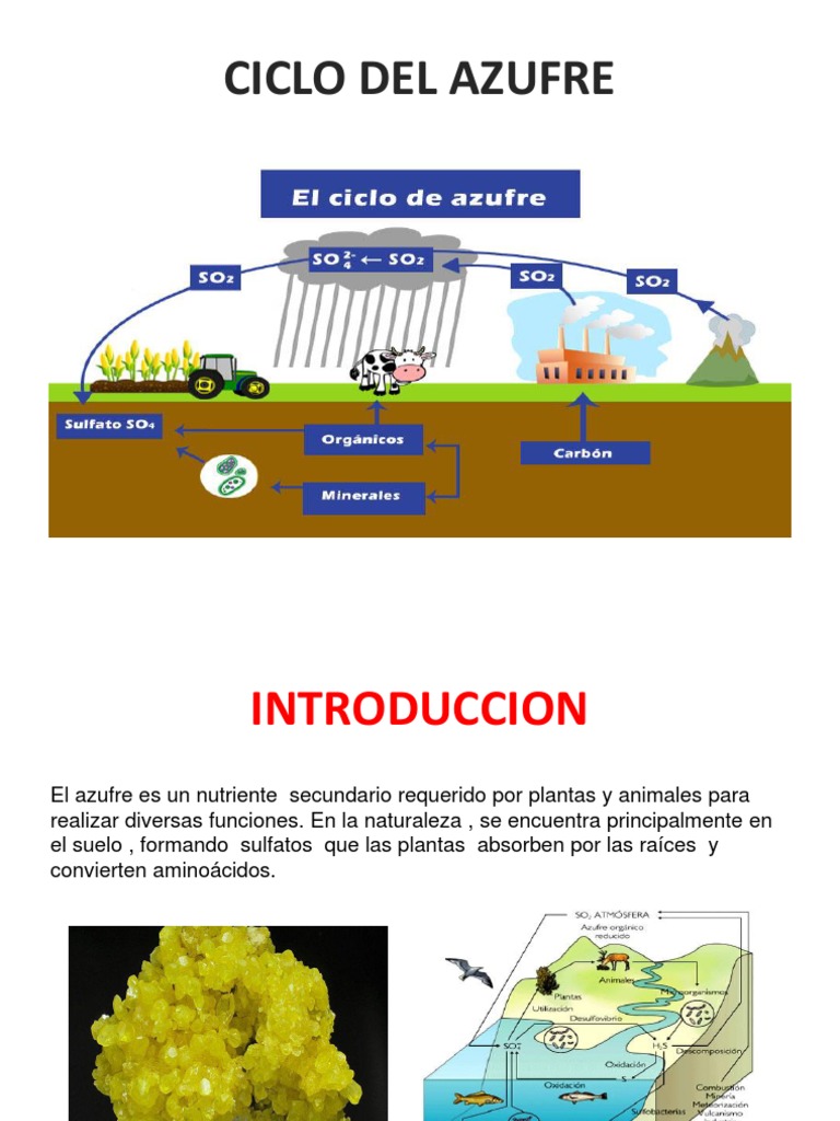Ciclo Del Azufre | PDF
