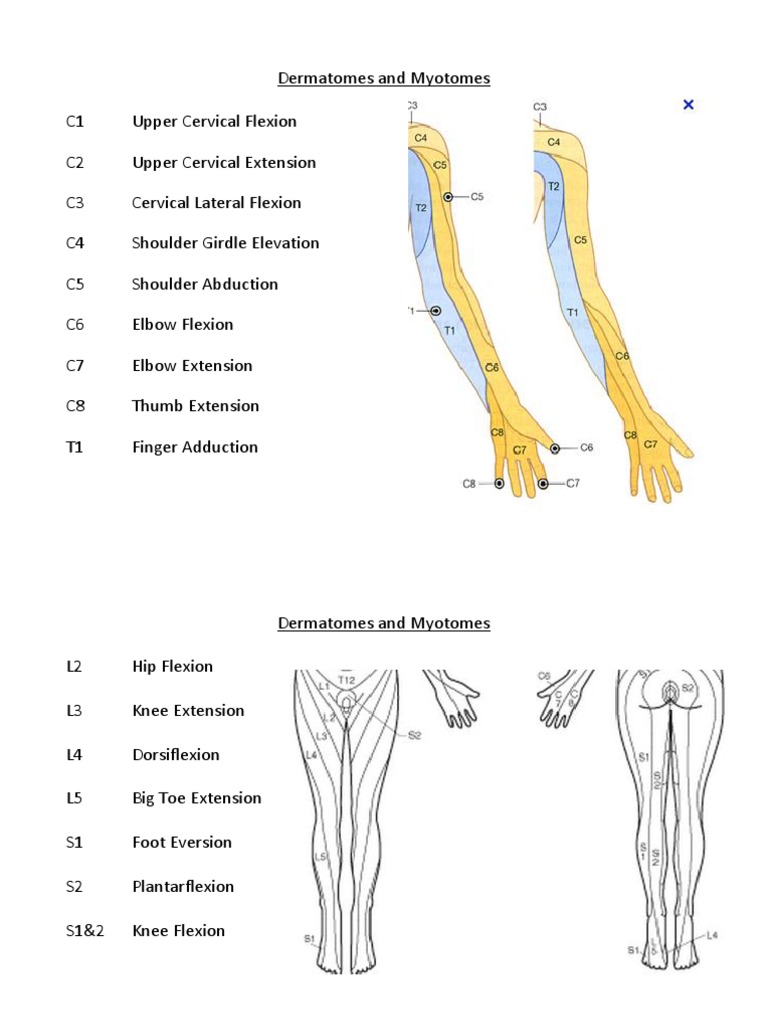 Myotome Upper Limb