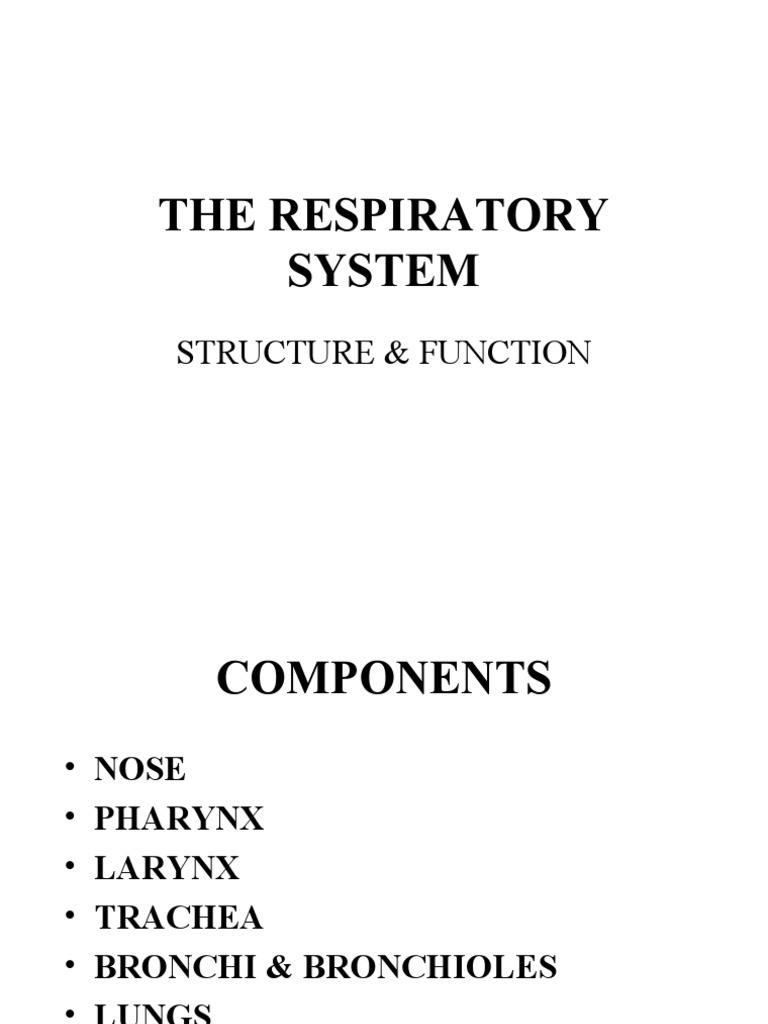 The Respiratory System: Structure & Function | PDF | Lung | Larynx