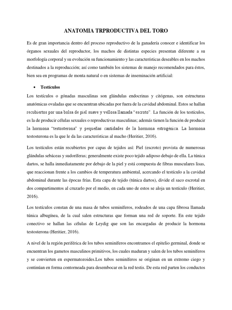 Anatomia Reproductiva Del Toro | PDF | Testículo | Sistema urinario