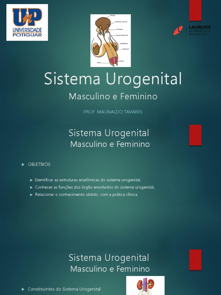 Slide Sistema-Urogenital | PDF | Órgão sexual | Rim