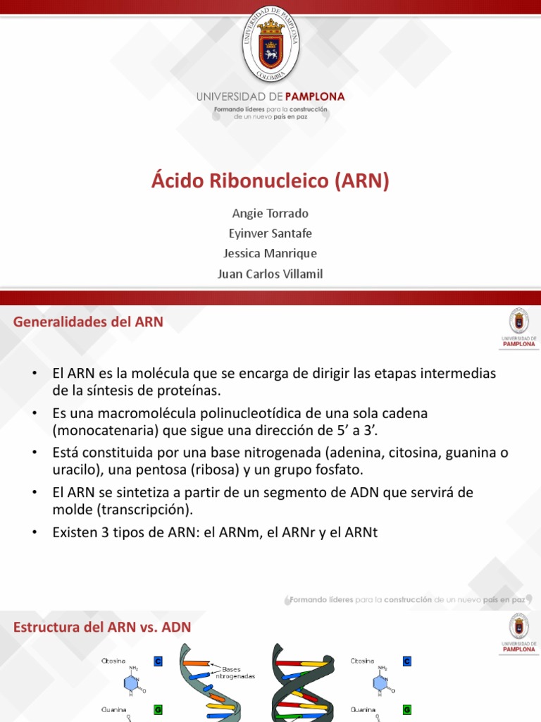 ácido Ribonucleico Arn Pdf Rna Messenger Rna