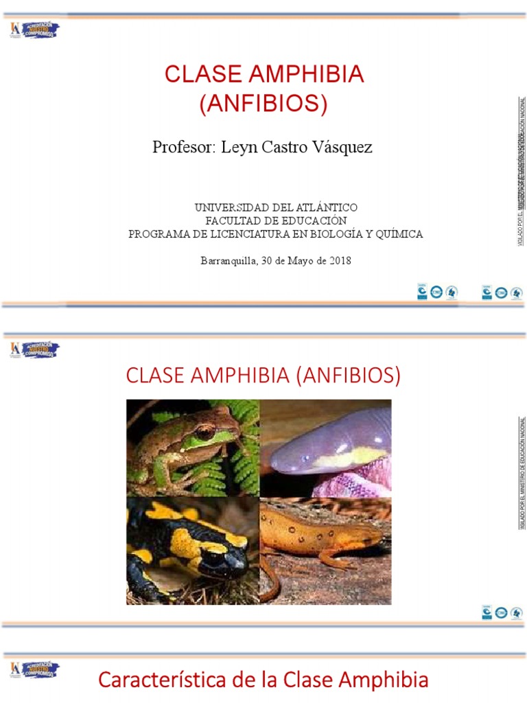 Anatomía y características de anfibios | PDF | Anfibio | Herpetología