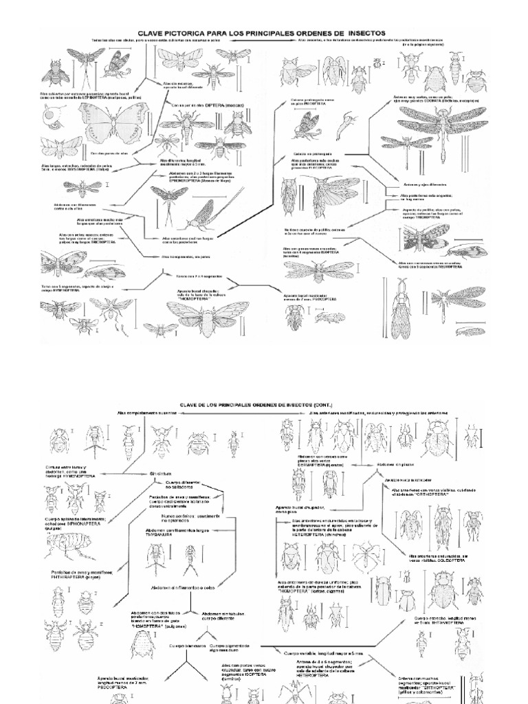 Clave Pictorica de Los Principales Órdenes de Insectos | PDF