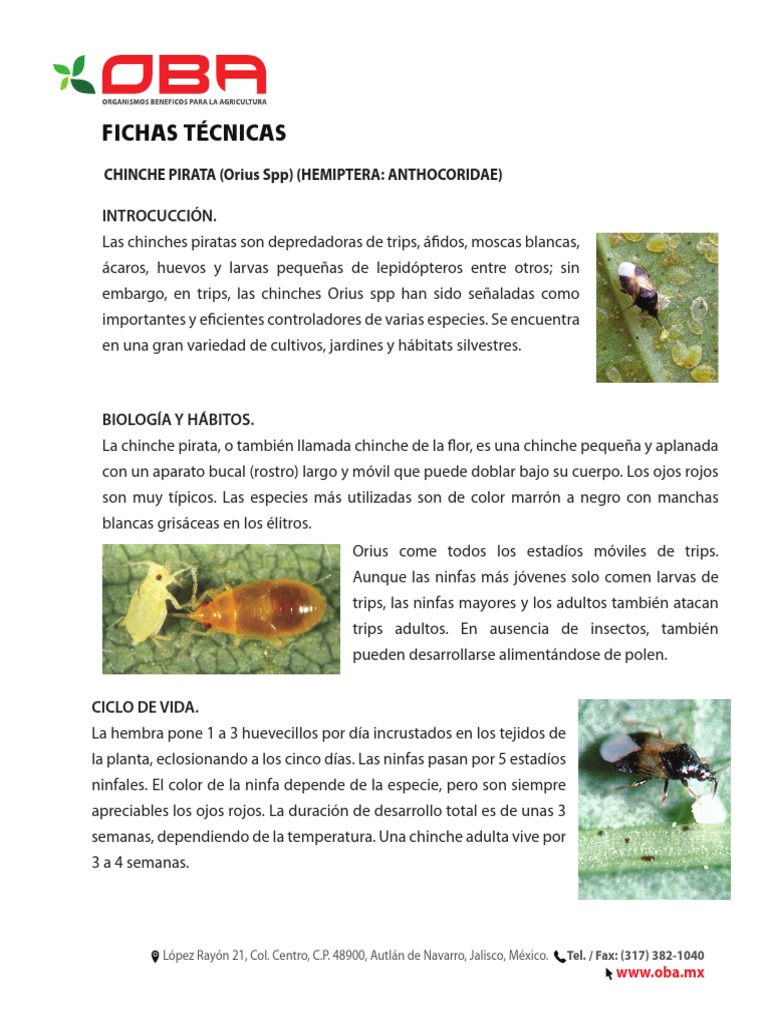 Ficha Tecnica OBA Orius Insidiosus Chinche Pirata PDF | PDF | Insectos | Control biológico de plagas
