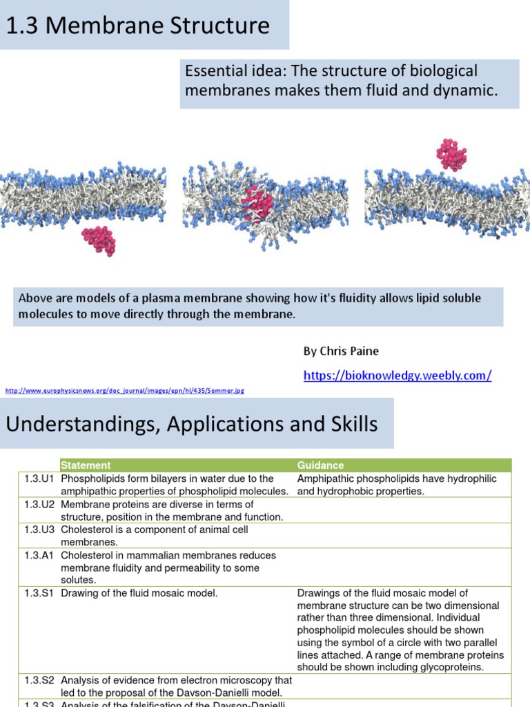 (IB Biology) 1.3 Membrane Structure | PDF | Phospholipid | Cell Membrane