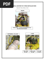 Integumentary System of Animals | PDF | Skin | Integumentary System