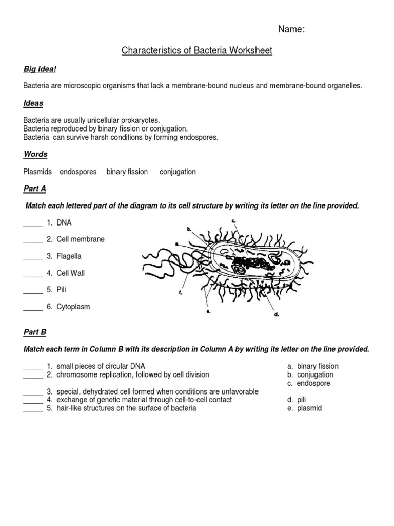 Characteristics of Bacteria: A Worksheet Exploring the Key Features and ...