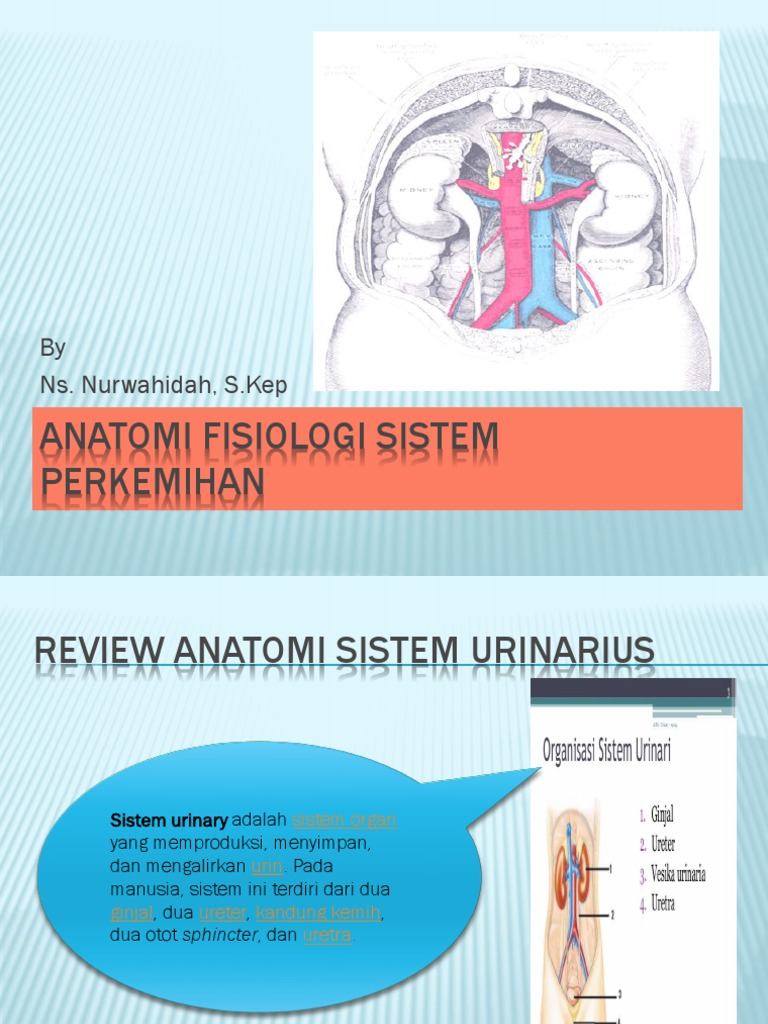 Anatomi Fisiologi Sistem Perkemihan | PDF