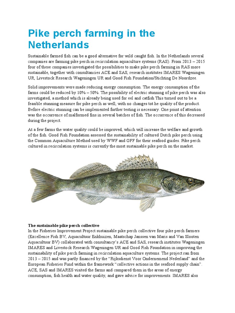Pike Perch Farming in The Netherlands | PDF | Aquaculture | Overfishing