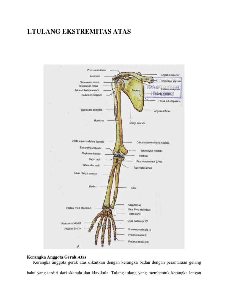 Anatomi Tulang Ekstremitas Ata S | PDF