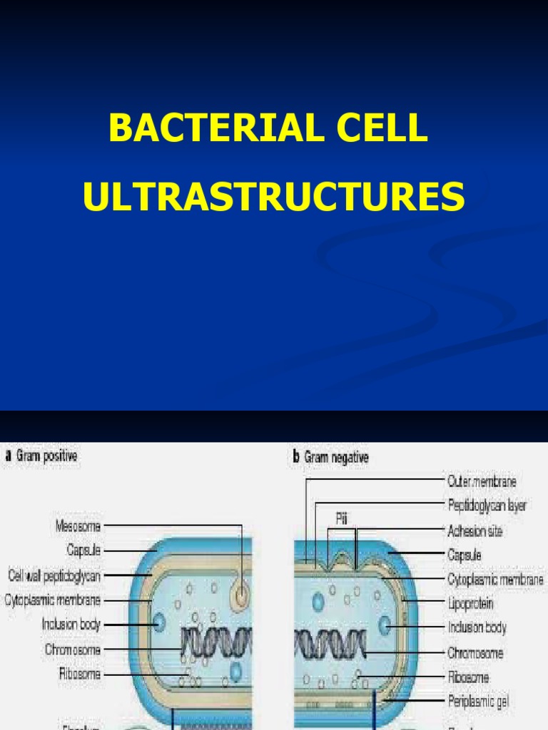 Bacterial Ultra Structure | PDF | Bacteria | Cell (Biology)