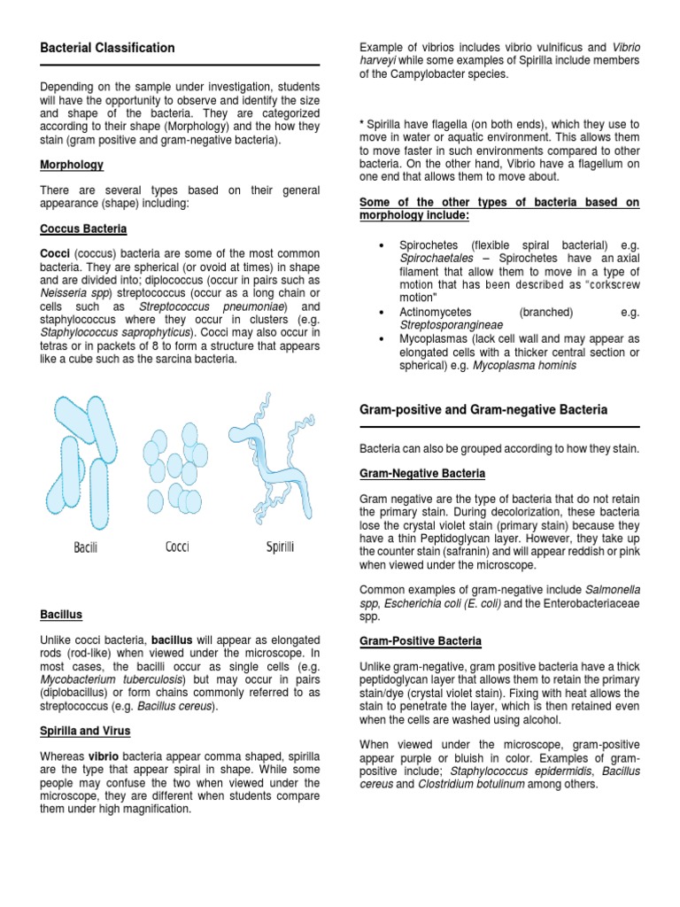 Bacterial Classification and Morphology | PDF | Gram Positive Bacteria ...