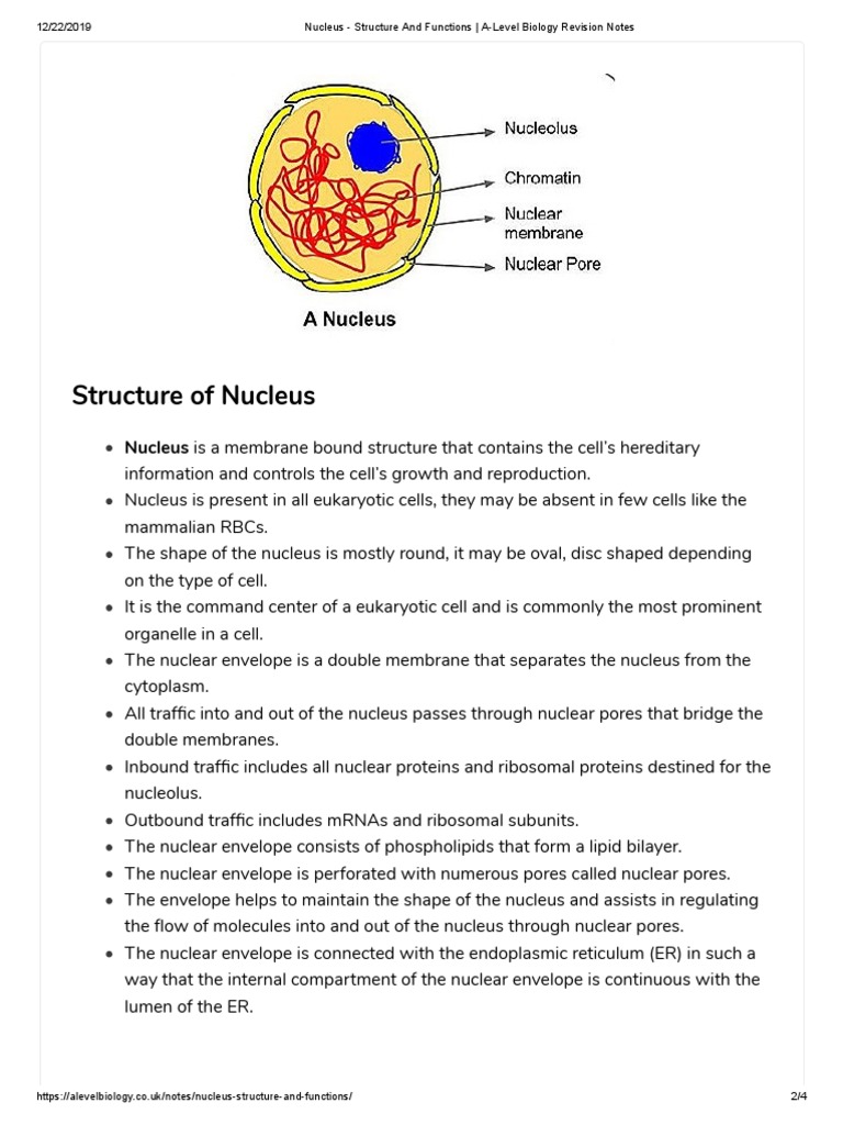 A-Level Biology: Nucleus Guide | PDF | Cell Nucleus | Cell (Biology)