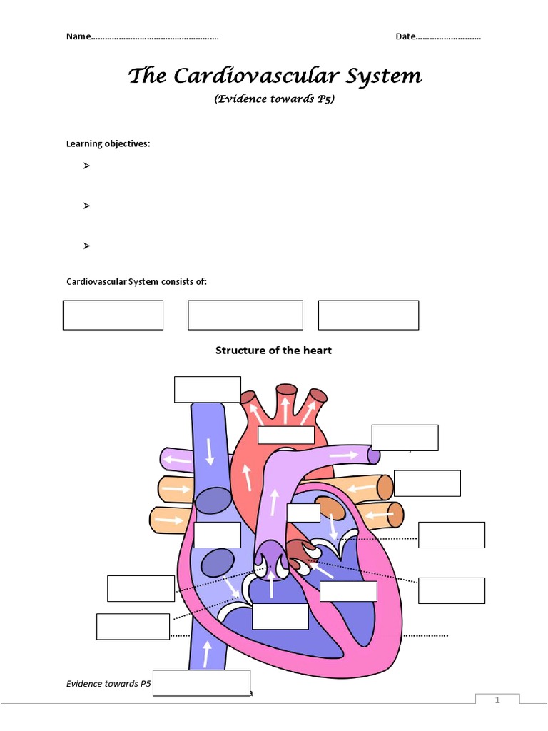 The Cardiovascular System - Worksheet | Download Free PDF | Blood ...