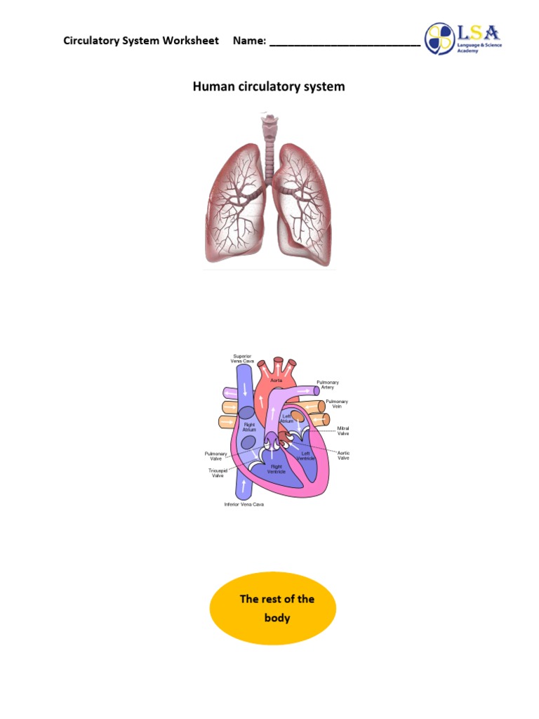 Circulatory System Worksheet | PDF