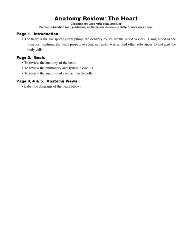 Anatomy Review Heart | PDF | Heart | Circulatory System