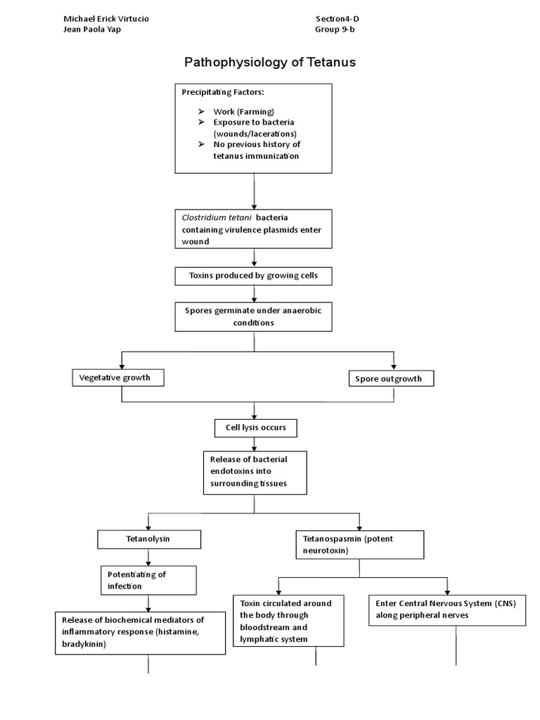 Pathophysiology of Tetanus | PDF | Nervous System | Medical Specialties