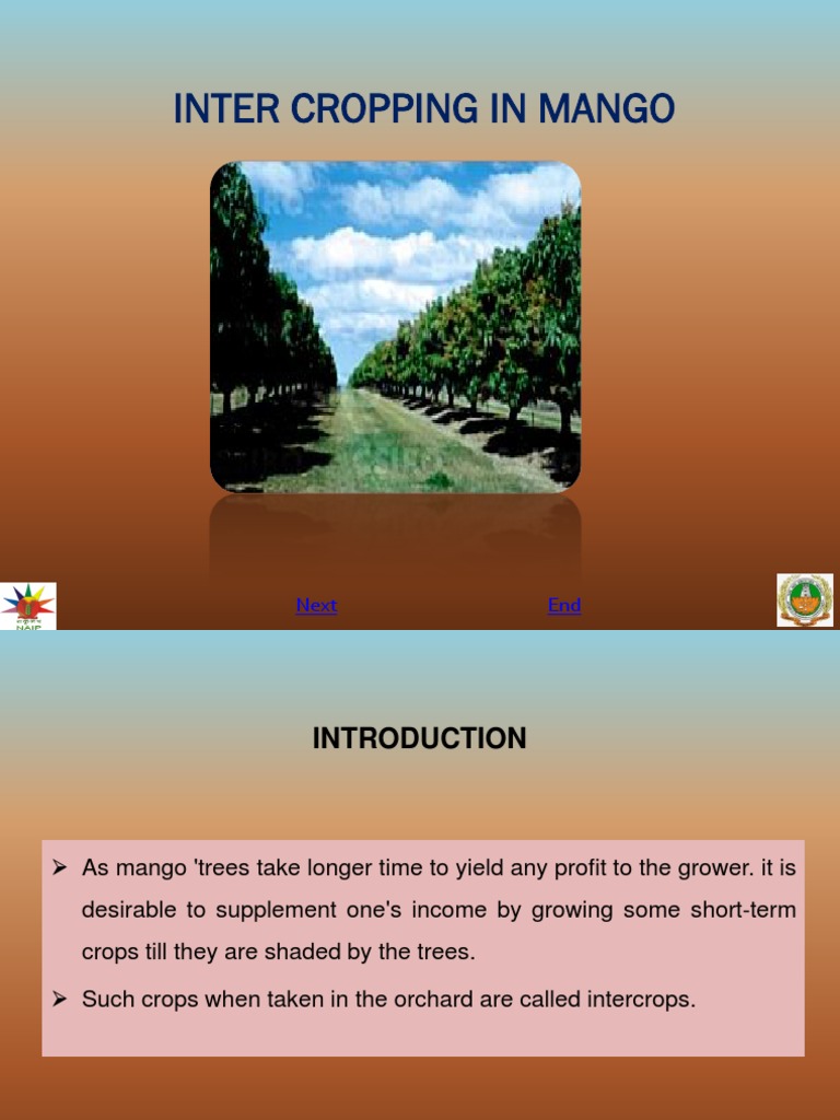 Inter Cropping in Mango - 0 | PDF | Vegetables | Legume