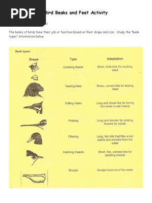 Bird Beaks Worksheet 2604050 | Birds Beaks Matching | Bhargavi29