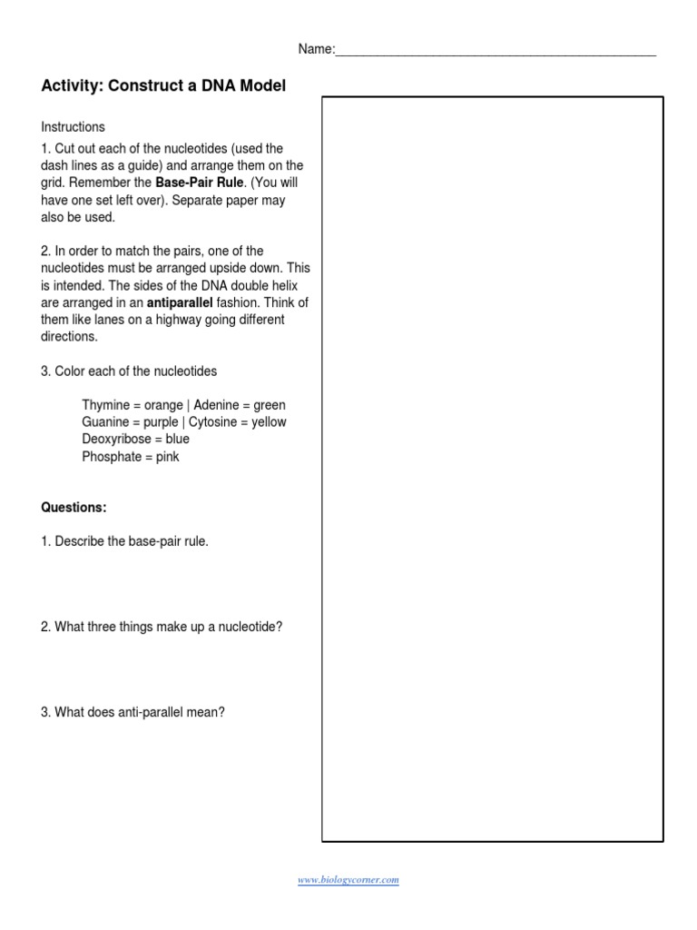 Activity - Construct A DNA Model | PDF | Science & Mathematics