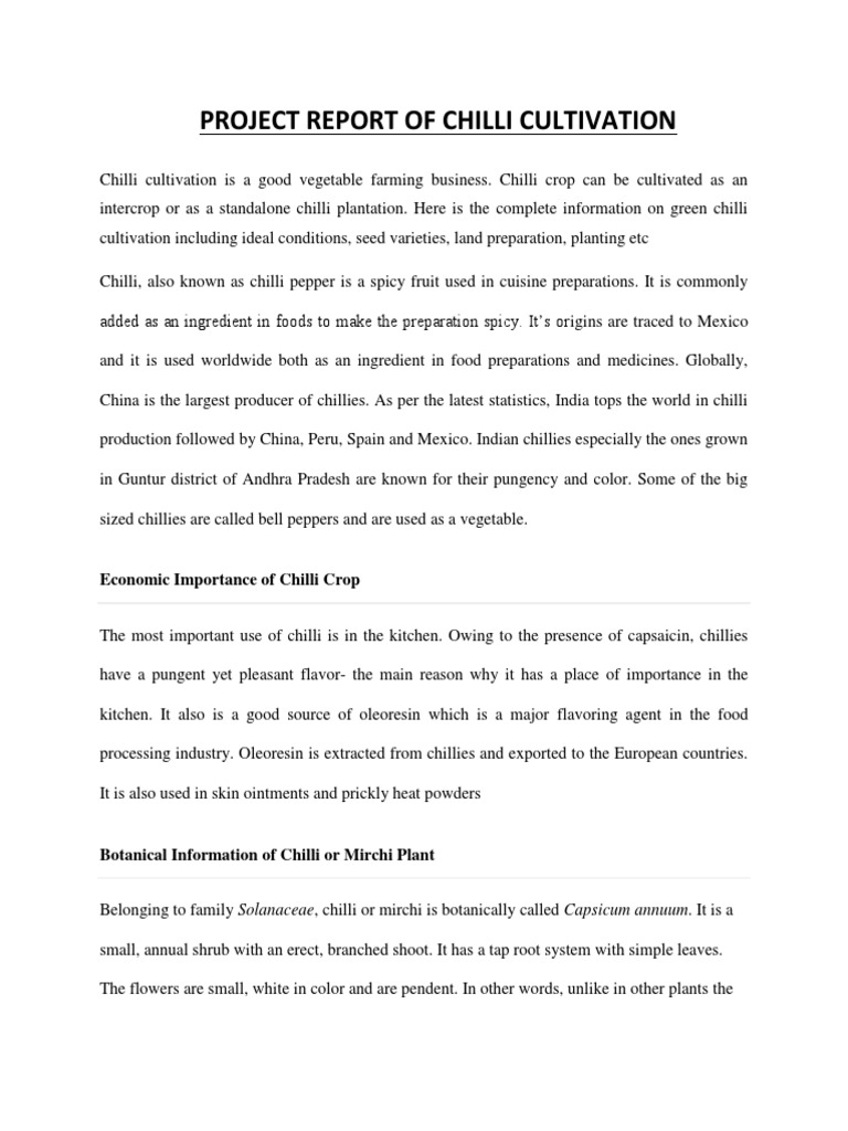 Chilli Report | PDF | Chili Pepper | Botany