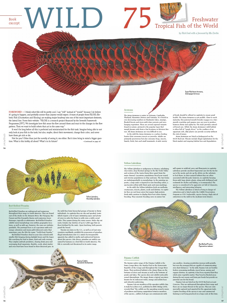 AMAZONAS-Layout | PDF | Aquatic Animals | Fish