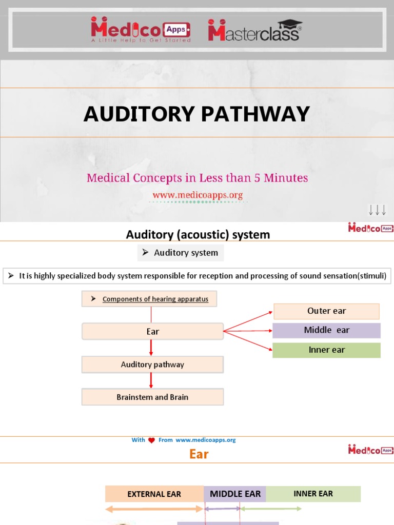 Auditory Pathway Steps