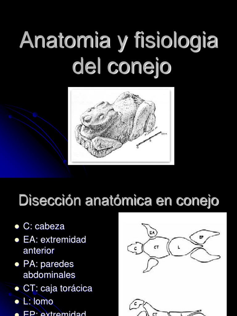 Anatomía y Fisiología del Conejo | PDF | Pulmón | Sistema urinario