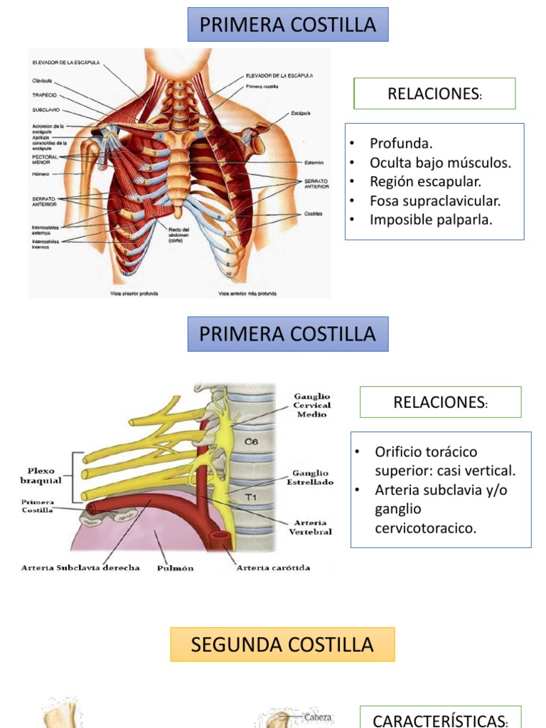 Anatomía de la Primera y Segunda Costilla | PDF