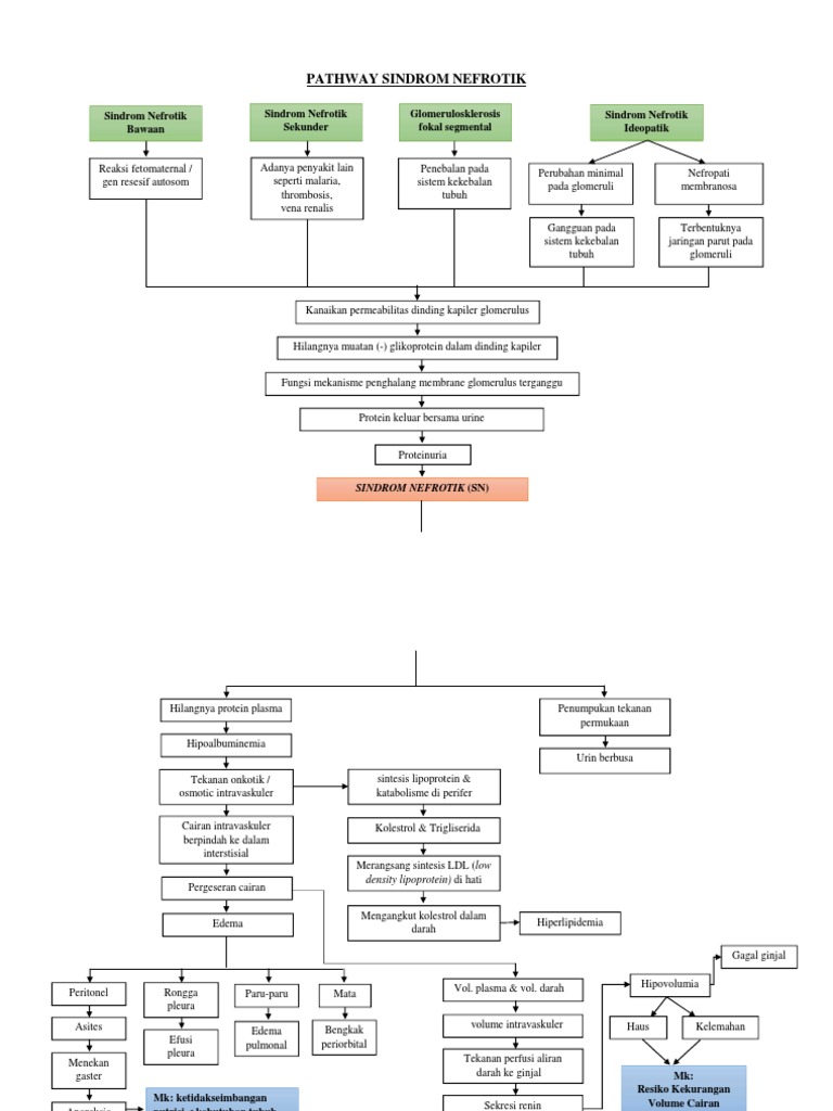 Pathway Sindrom Nefrotik | PDF
