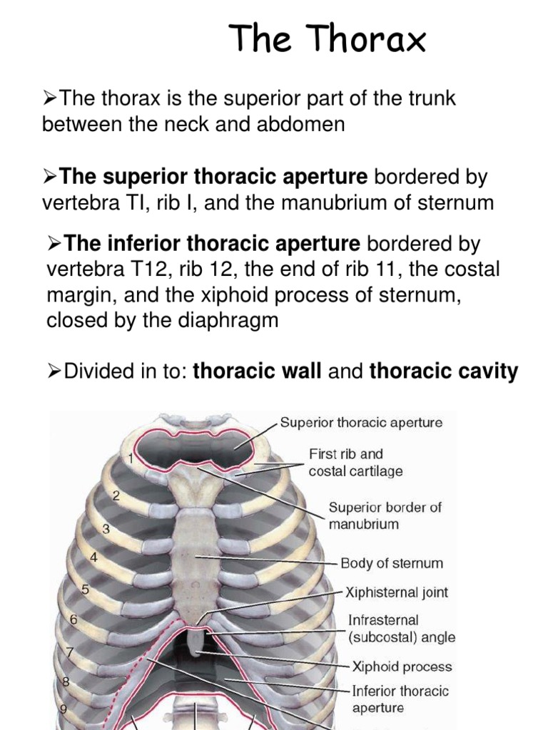 Anatomy and Functions of the Thorax | PDF | Heart Valve | Vertebra
