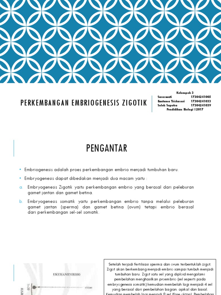 Proses Embriogenesis Zigotik Tumbuhan | PDF