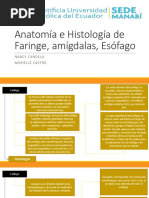 Triangulo de Farabeuf | PDF | Anatomía humana | Cabeza y cuello humanos