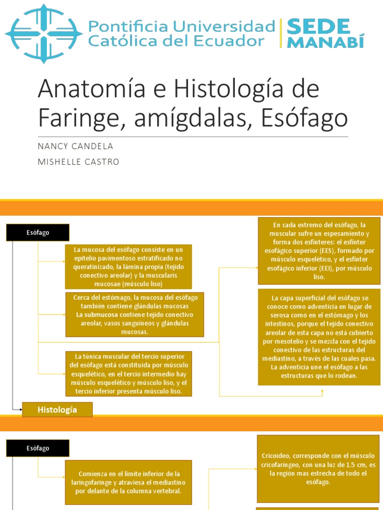 Anatomía e Histología de Faringe, Amígdalas | PDF | Esófago | Membrana ...