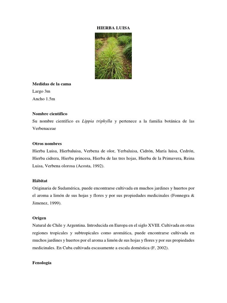 Hierba Luisa | PDF