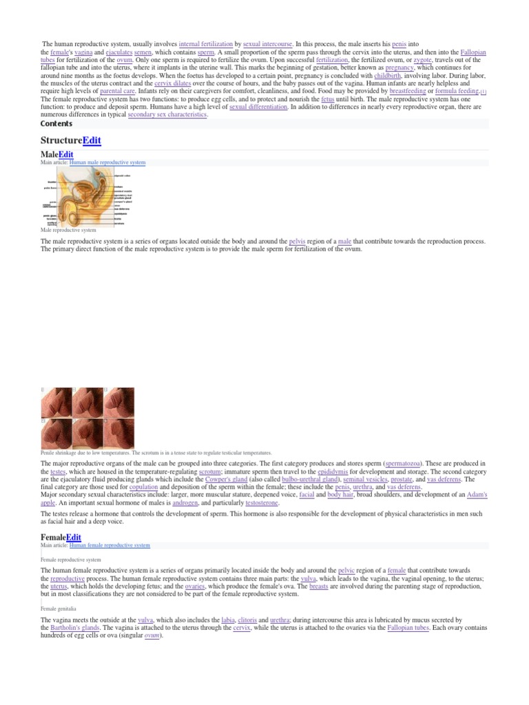 Human reproductive anatomy and fertilization process | PDF ...