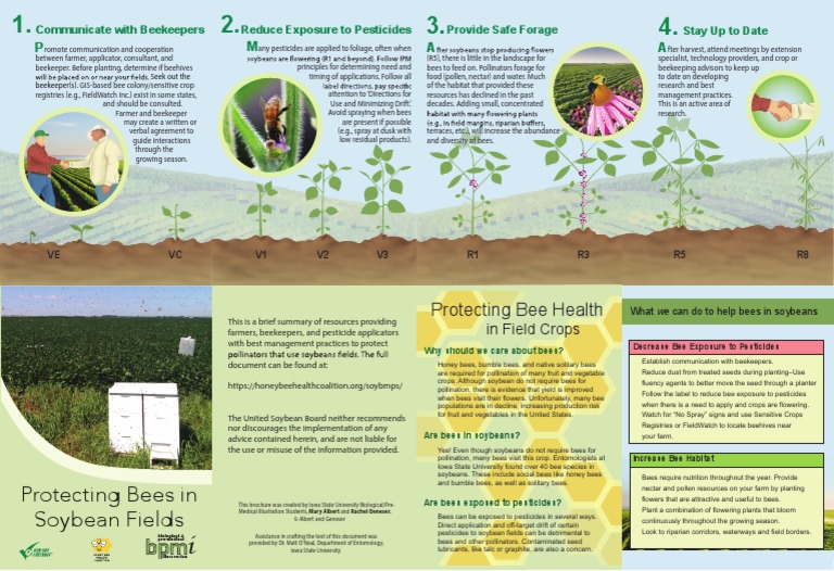 Bee Brochure English | PDF | Bees | Pesticide
