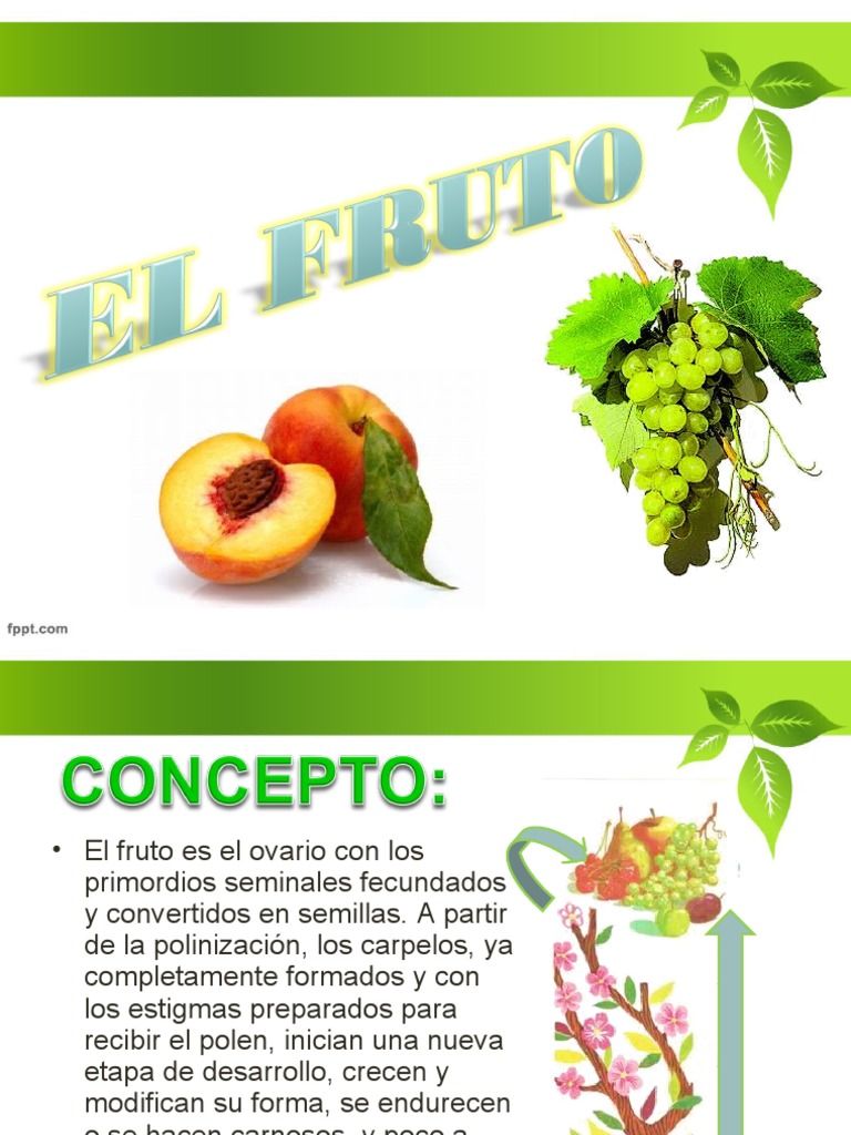 El Fruto PDF | PDF | Fruta | Flores