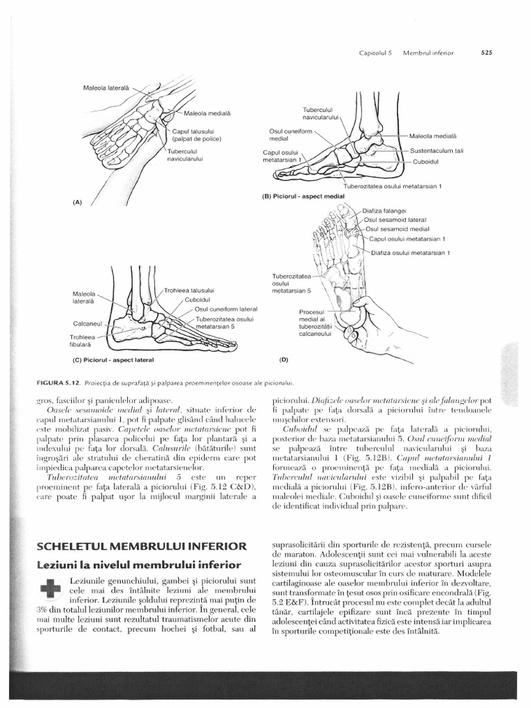 Anatomia Clinica Membrul Inferior PDF | PDF