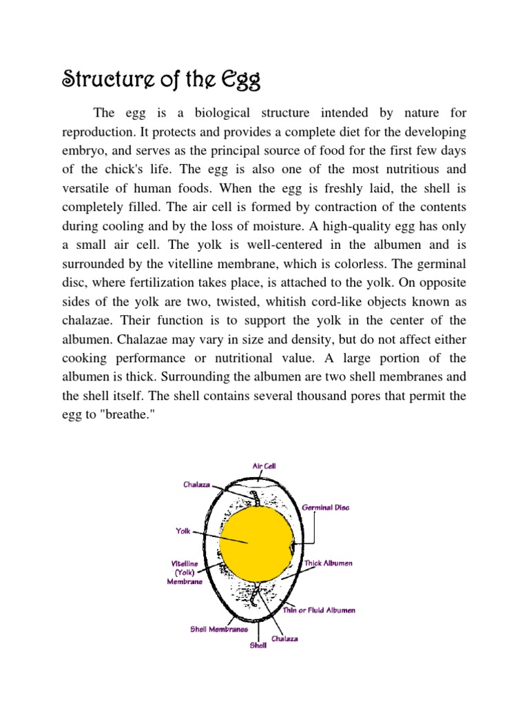 Structure of The Egg | PDF | Yolk | Egg As Food